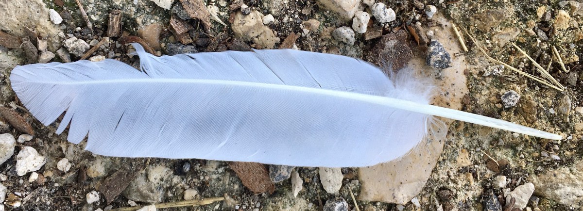 Le chien hurleur… / The howler dog… | Maux & Cris